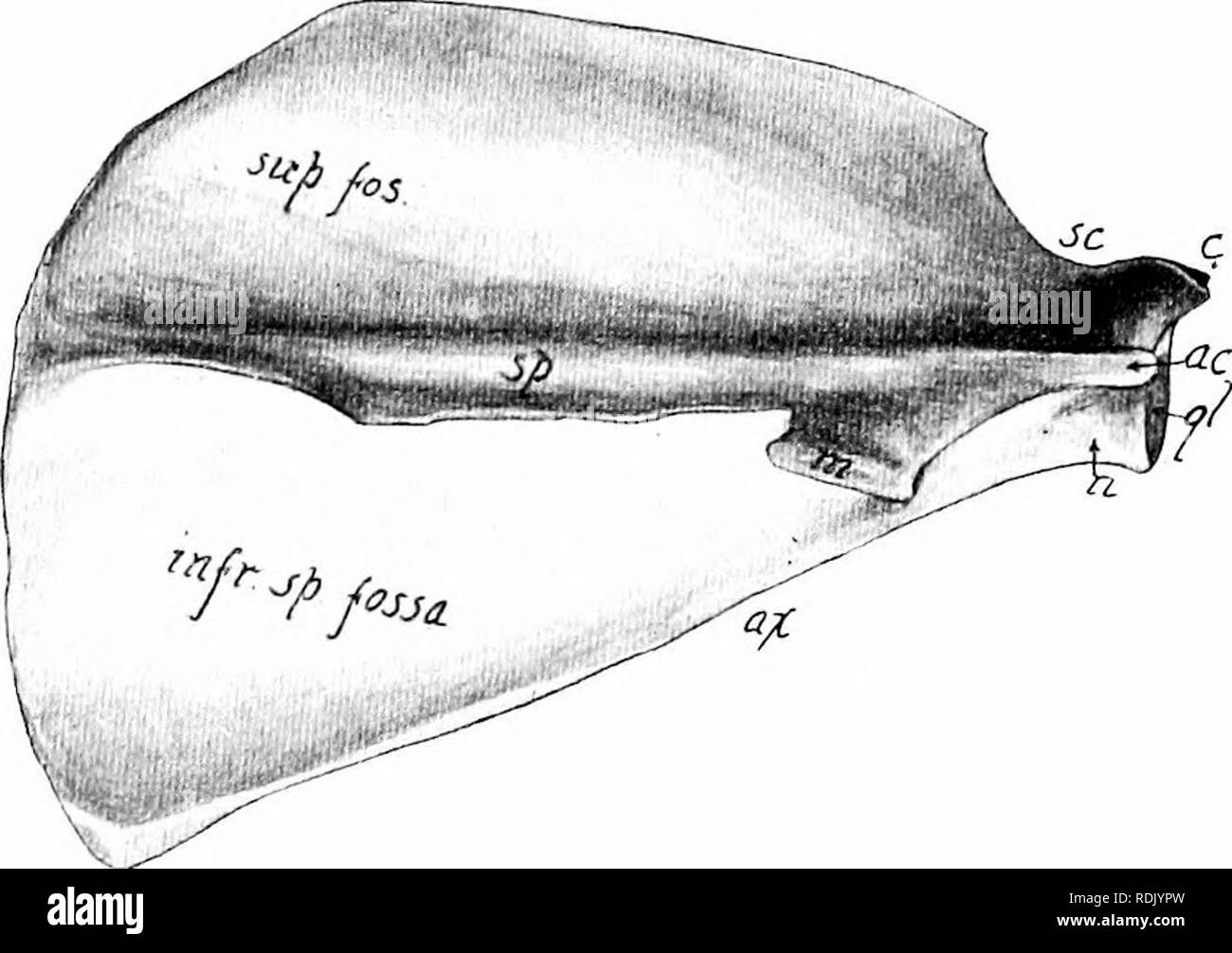 Acromion Process Stock Photos & Acromion Process Stock Images - Alamy