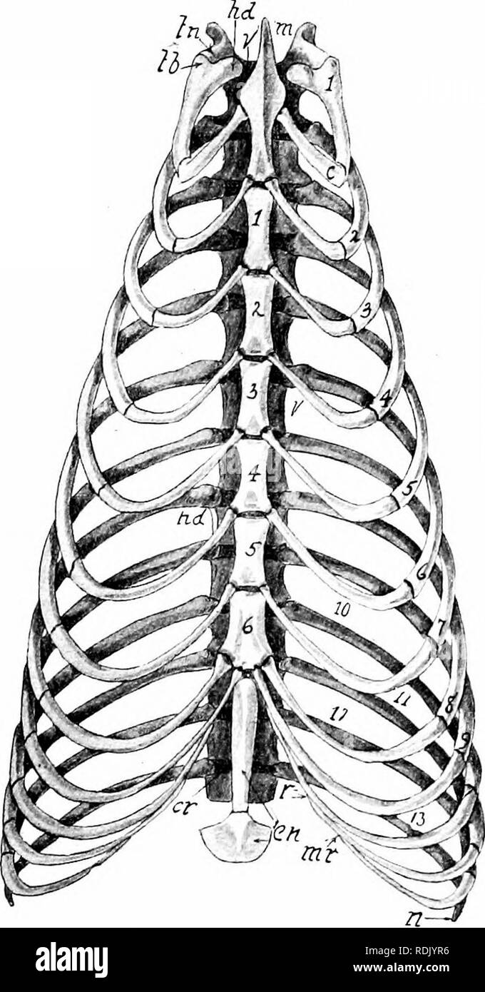 . Mammalian anatomy : with special reference to the cat . Mammals ...