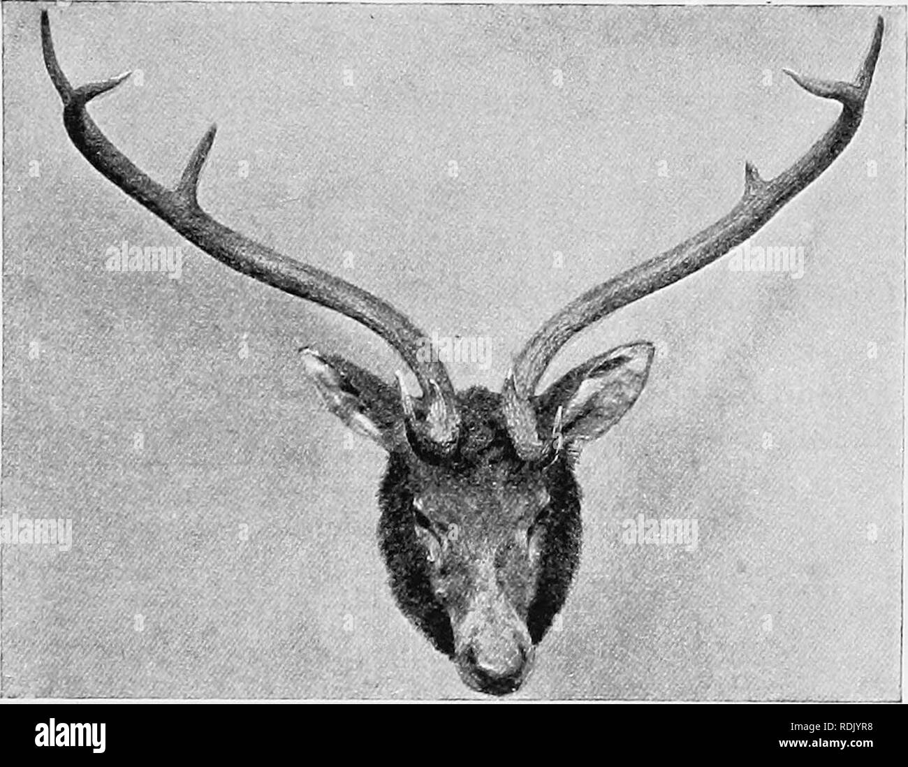 . Catalogue of the ungulate mammals in the British Museum (Natural ...