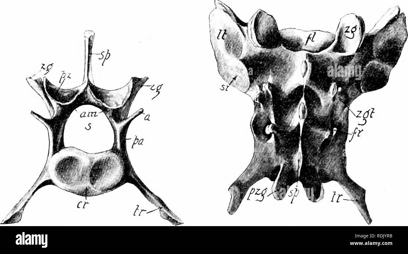 . Mammalian anatomy : with special reference to the cat . Mammals ...