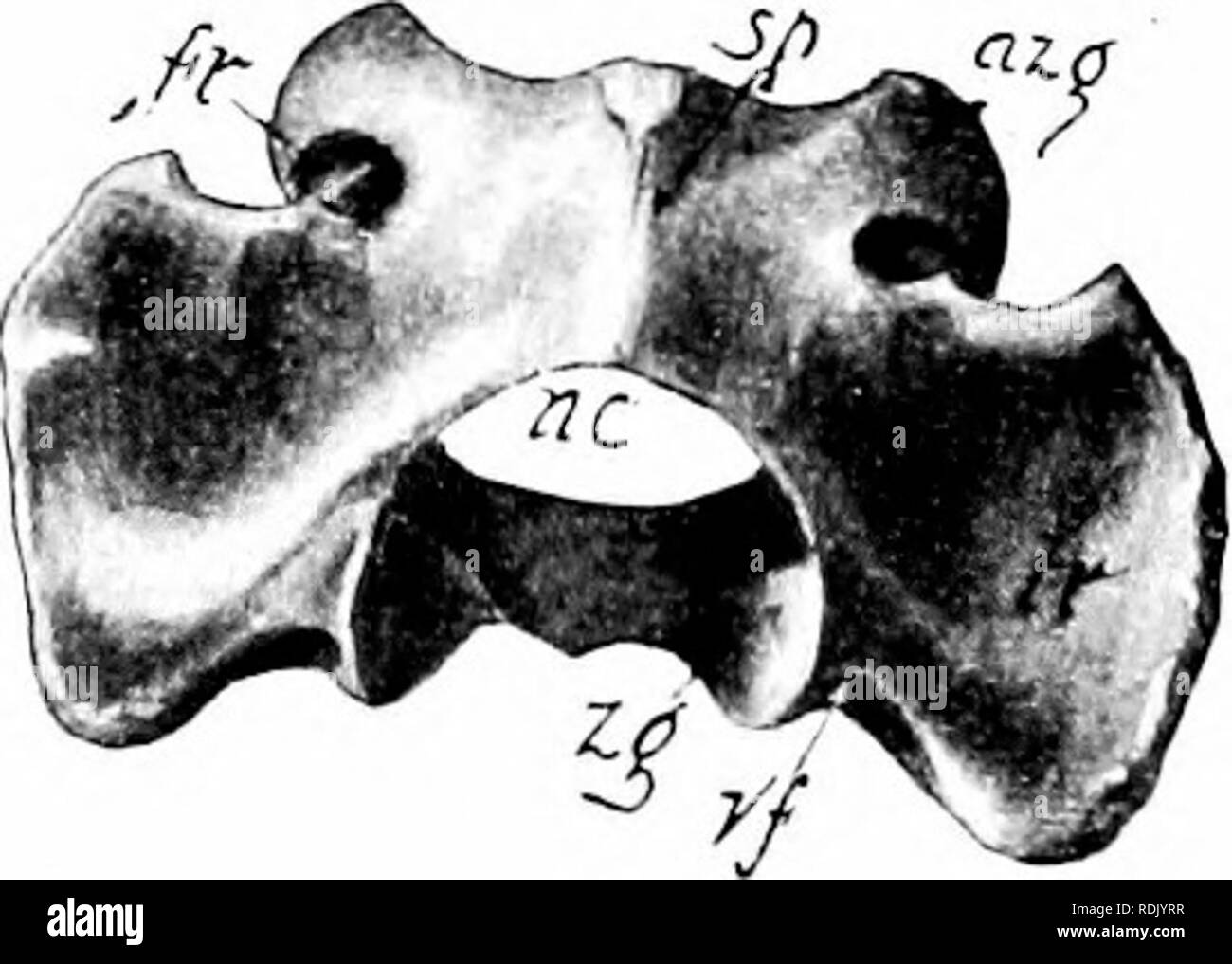 . Mammalian anatomy : with special reference to the cat . Mammals ...