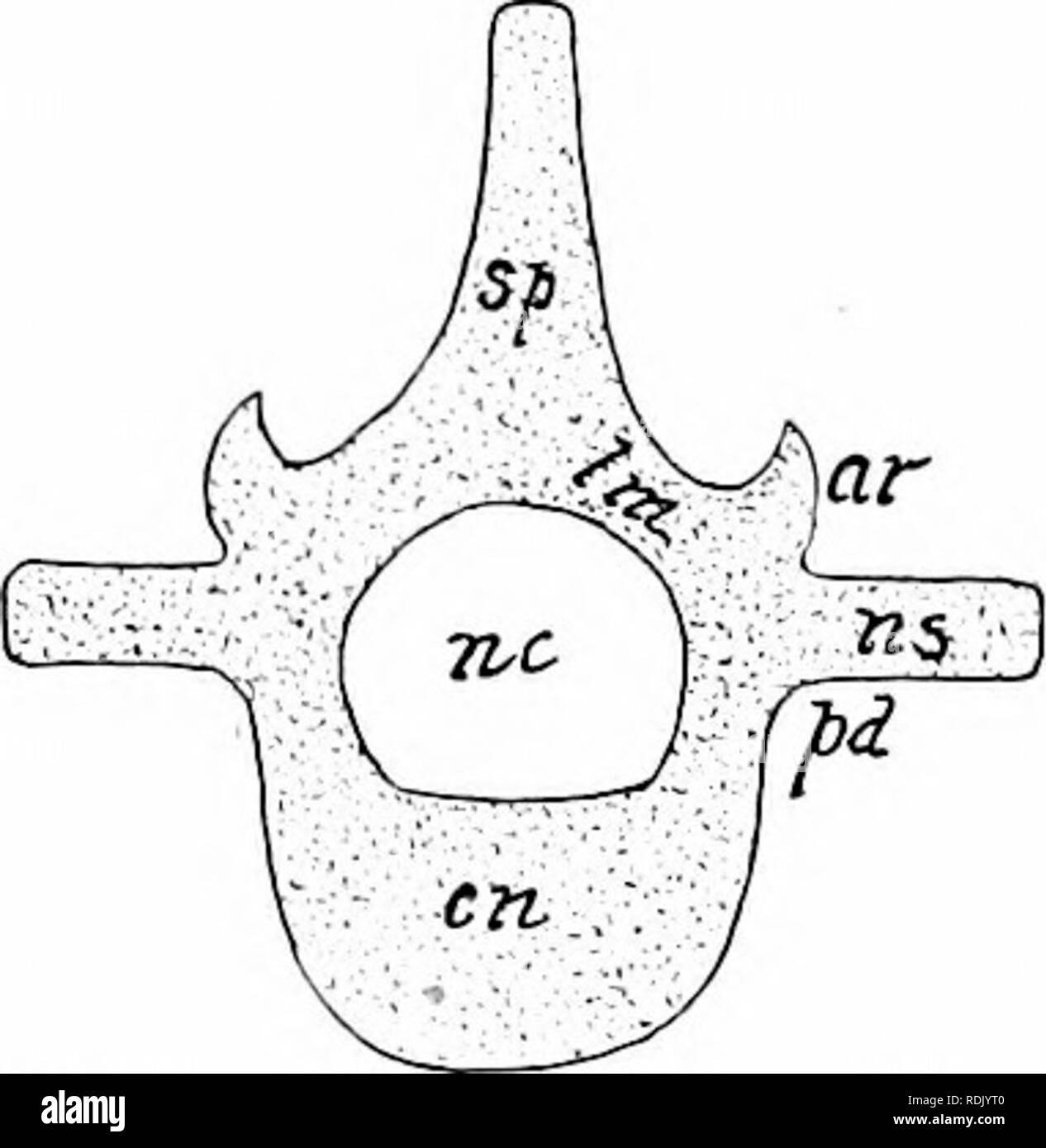 Spinous process Black and White Stock Photos & Images - Alamy
