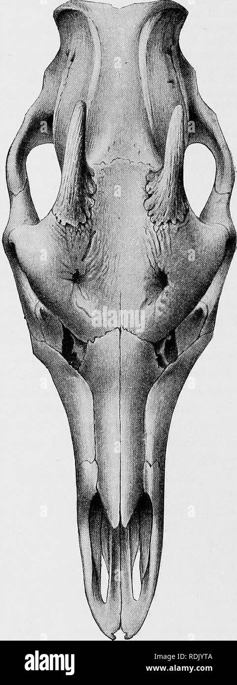 Male okapi Black and White Stock Photos & Images - Alamy