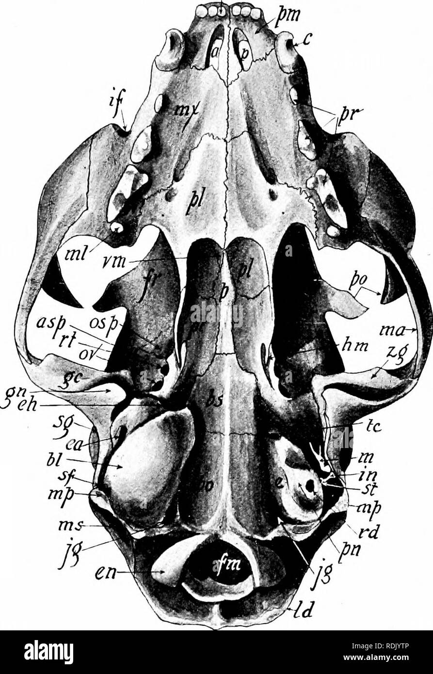 External auditory meatus Black and White Stock Photos & Images - Alamy