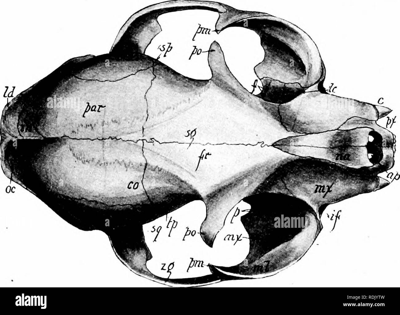 Nasal cavity anatomy Black and White Stock Photos & Images - Alamy