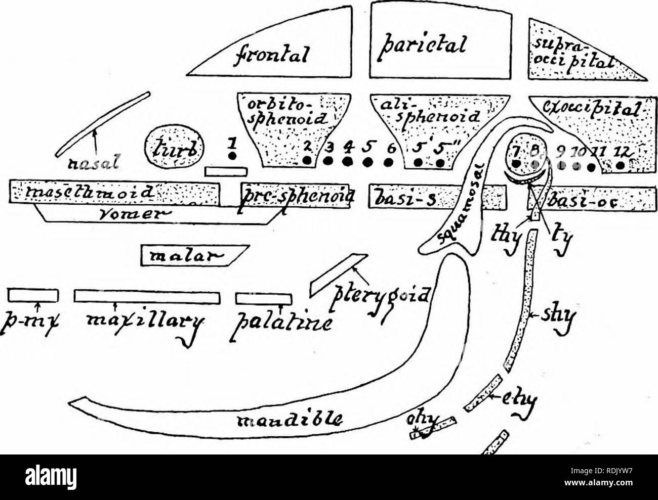 . Mammalian anatomy : with special reference to the cat . Mammals ...