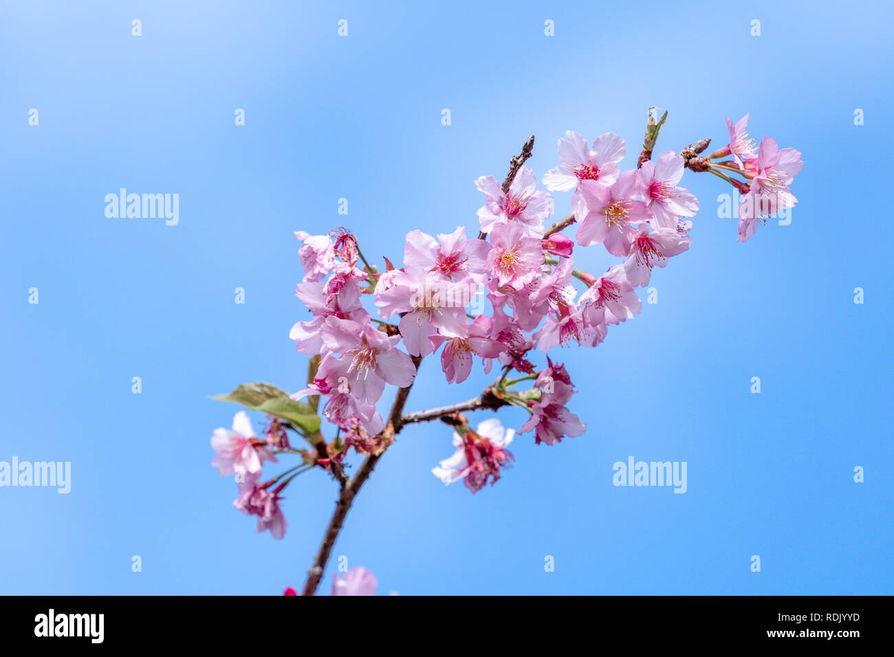 Beautiful cherry blossoms sakura tree bloom in spring over the blue sky ...