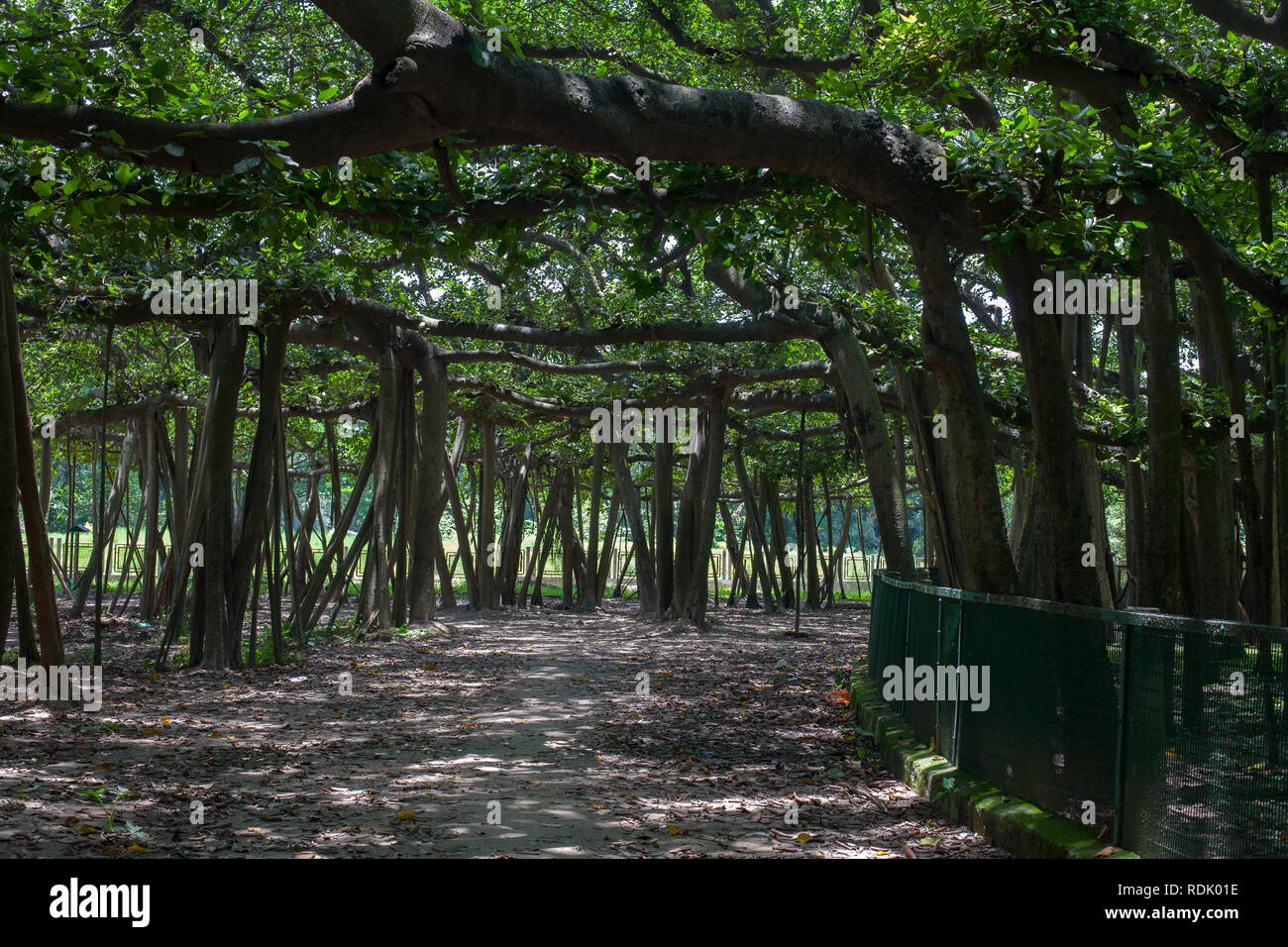 India banyan tree hi-res stock photography and images - Alamy