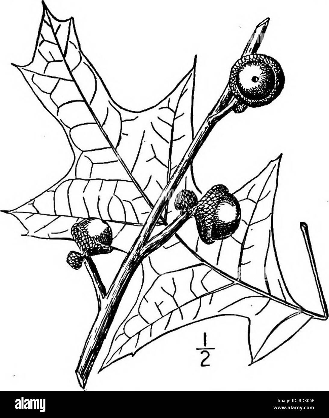 Quercus falcata Black and White Stock Photos & Images - Alamy