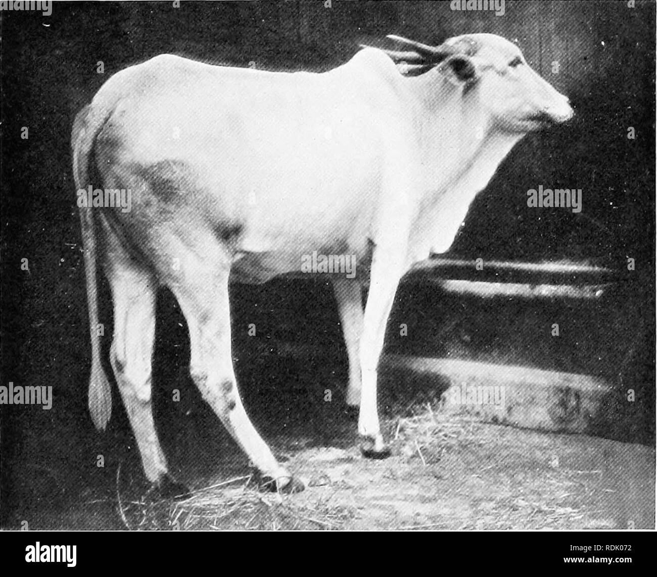 . The book of the animal kingdom. Mammals. Mammals. FIG. 67. GYNEE ...