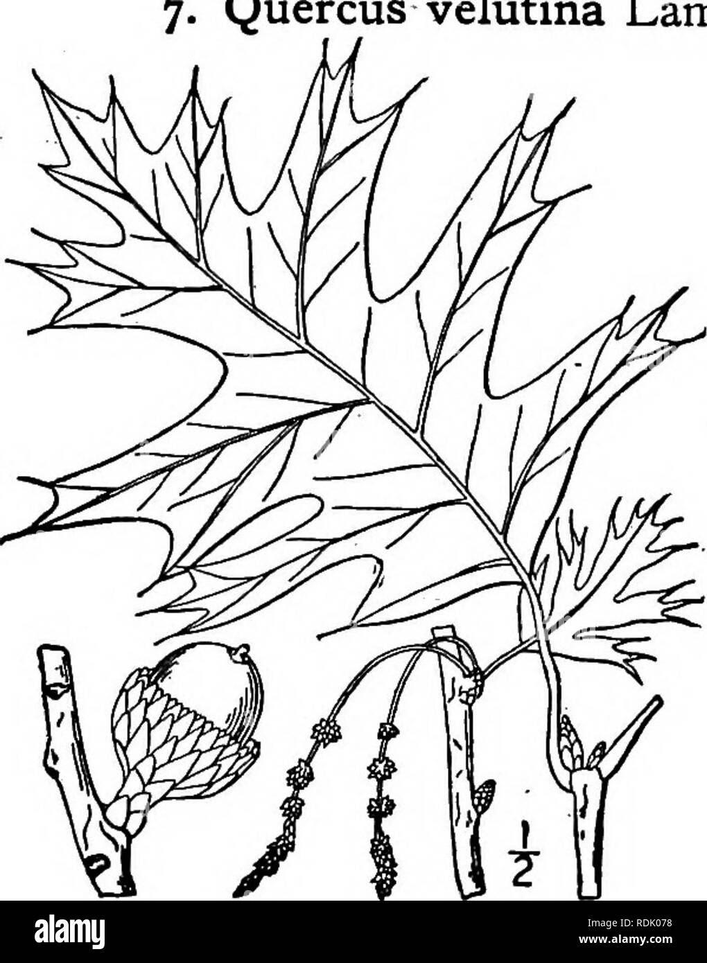 Quercus coccinea scarlet oak leaves Black and White Stock Photos ...