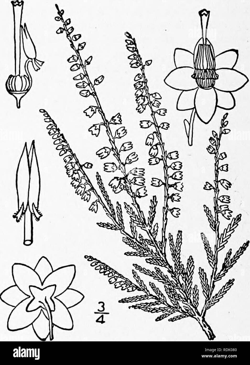 . An illustrated flora of the northern United States, Canada and the ...