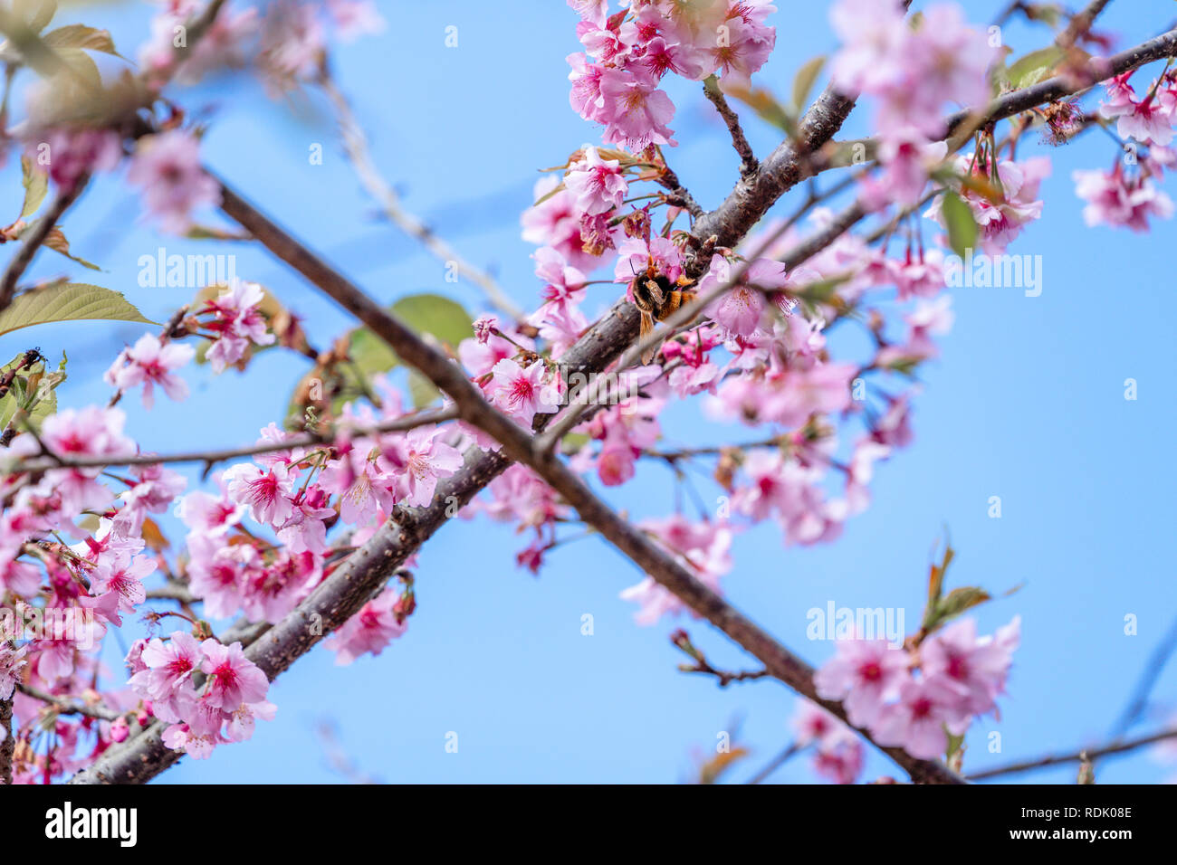 Beautiful cherry blossoms sakura tree bloom in spring over the blue sky ...