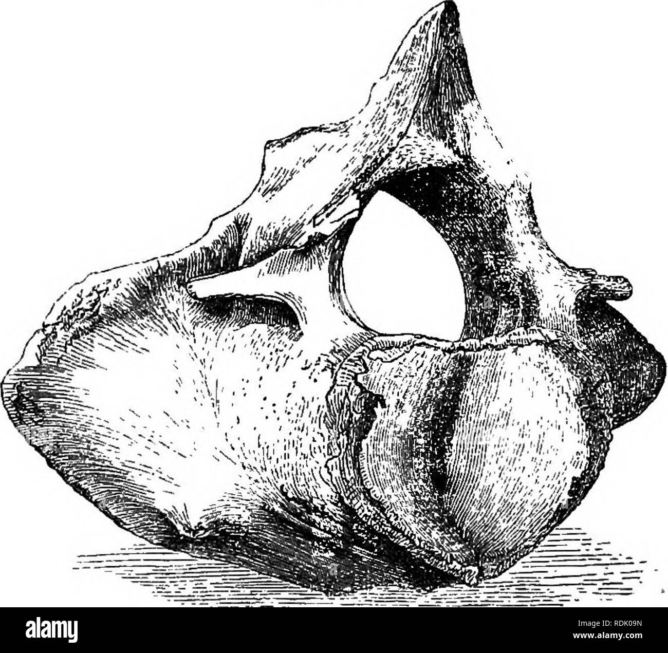 Transverse processes of cervical vertebrae hi-res stock photography and ...