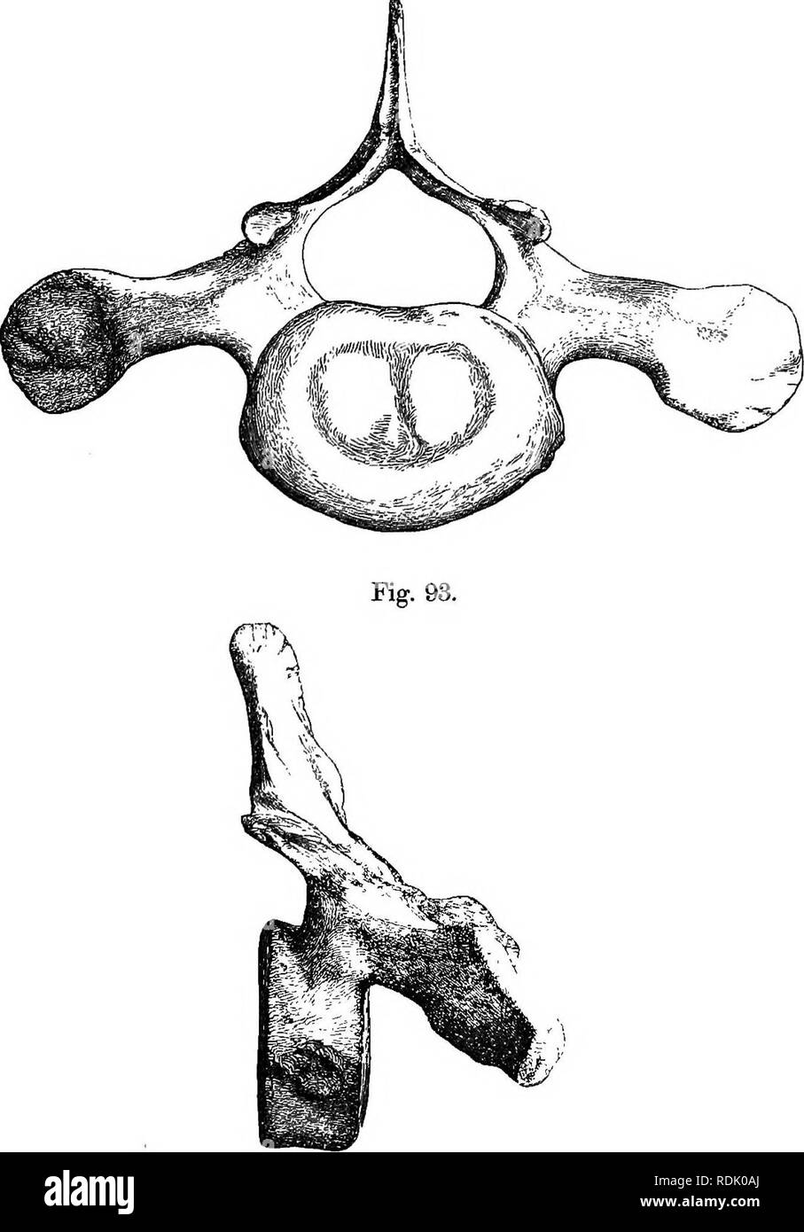 . Catalogue of seals and whales in the British Museum . Seals (Animals ...