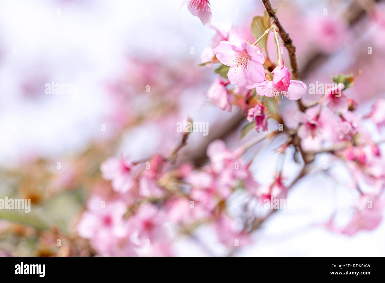 Beautiful cherry blossoms sakura tree bloom in spring over the blue sky ...