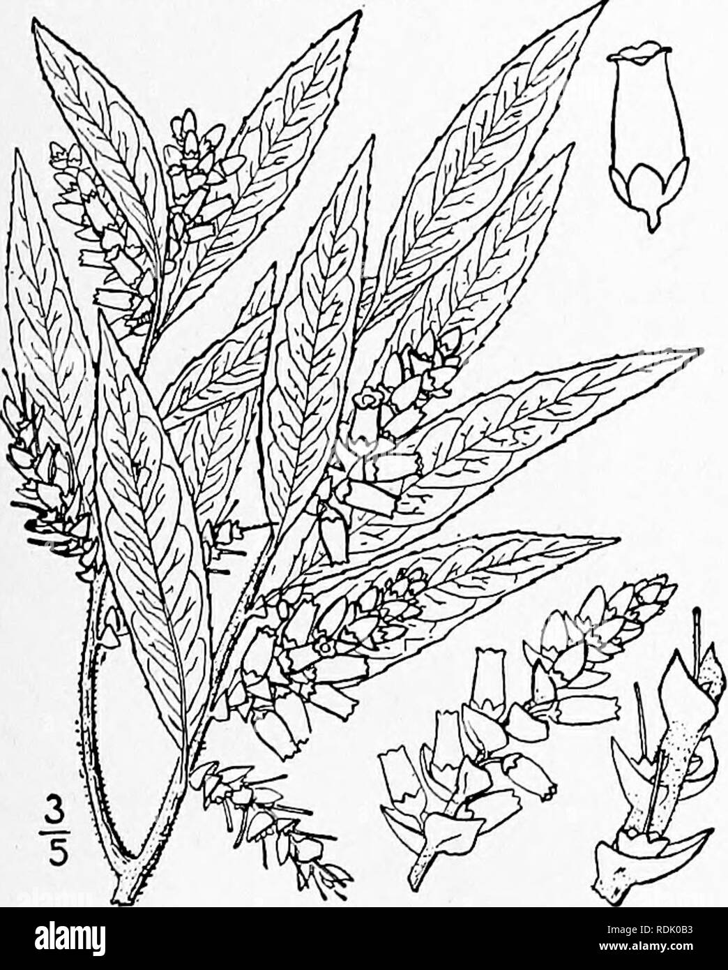 . An illustrated flora of the northern United States, Canada and the ...