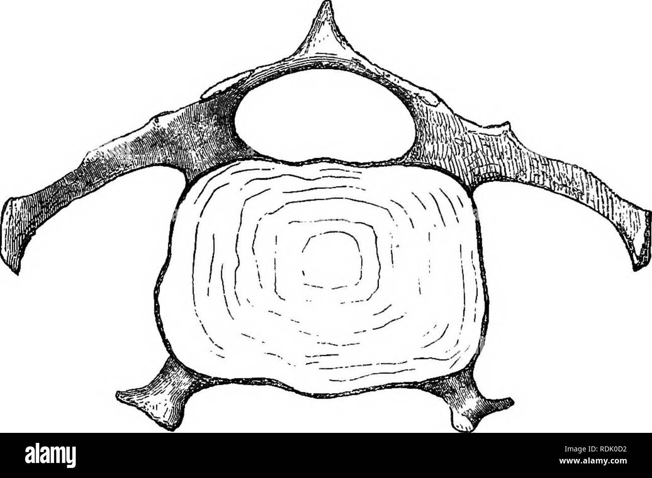 Seals bone Black and White Stock Photos & Images - Alamy