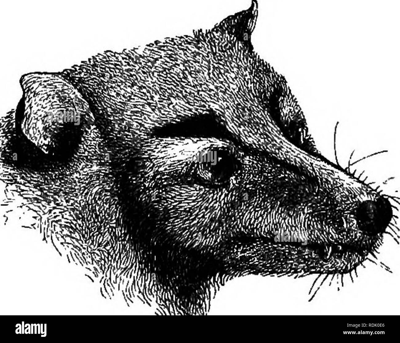 Clawed thumb hi-res stock photography and images - Alamy