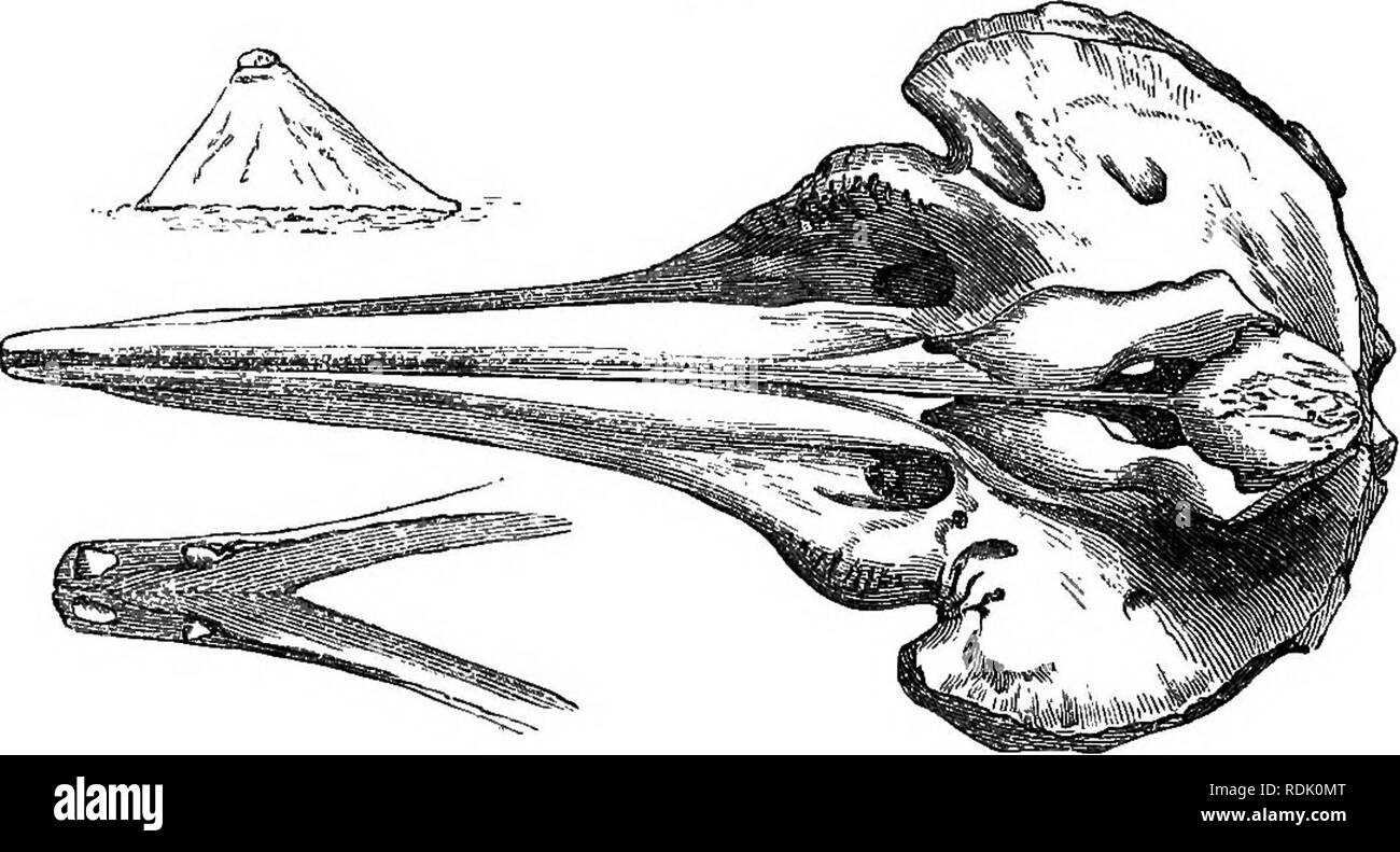 . Catalogue of seals and whales in the British Museum . Seals (Animals ...