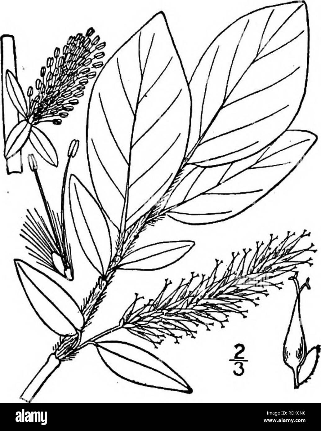 Willow salix species Cut Out Stock Images & Pictures - Alamy