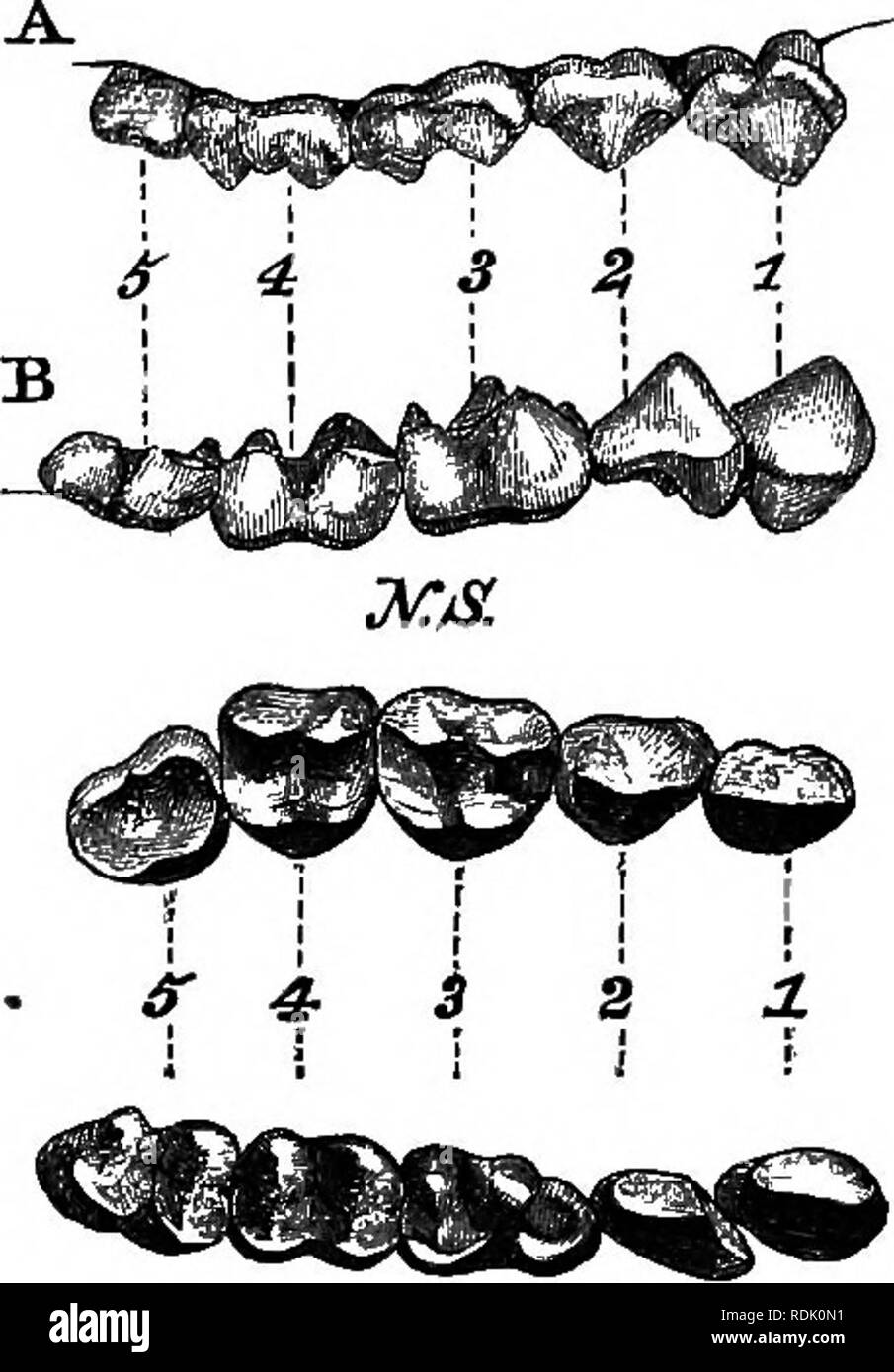Short hair monkeys Black and White Stock Photos & Images - Alamy