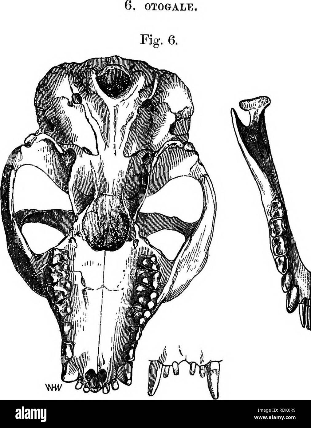 Short conical body Black and White Stock Photos & Images - Alamy