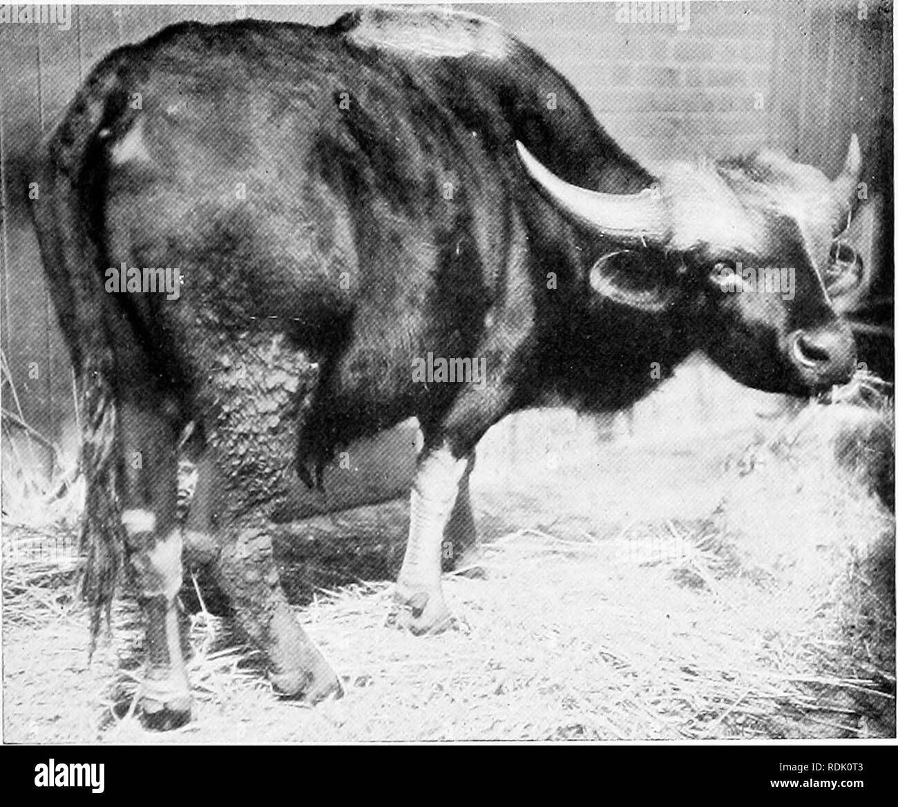 Gayal Black and White Stock Photos & Images - Alamy