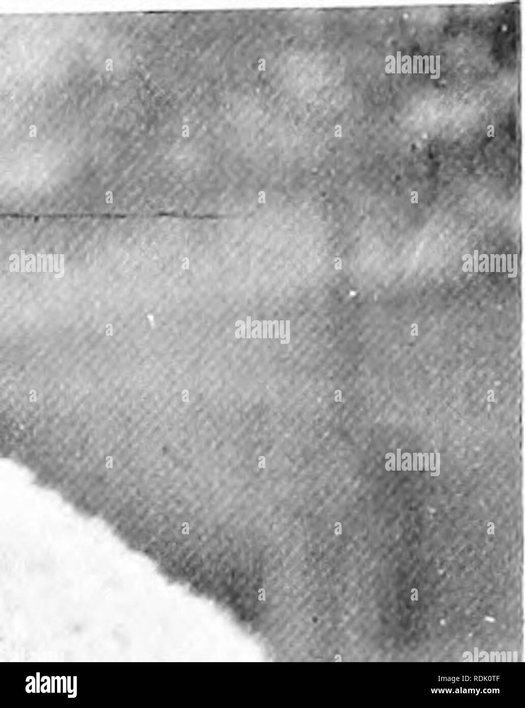 Fat rumped sheep hi-res stock photography and images - Alamy