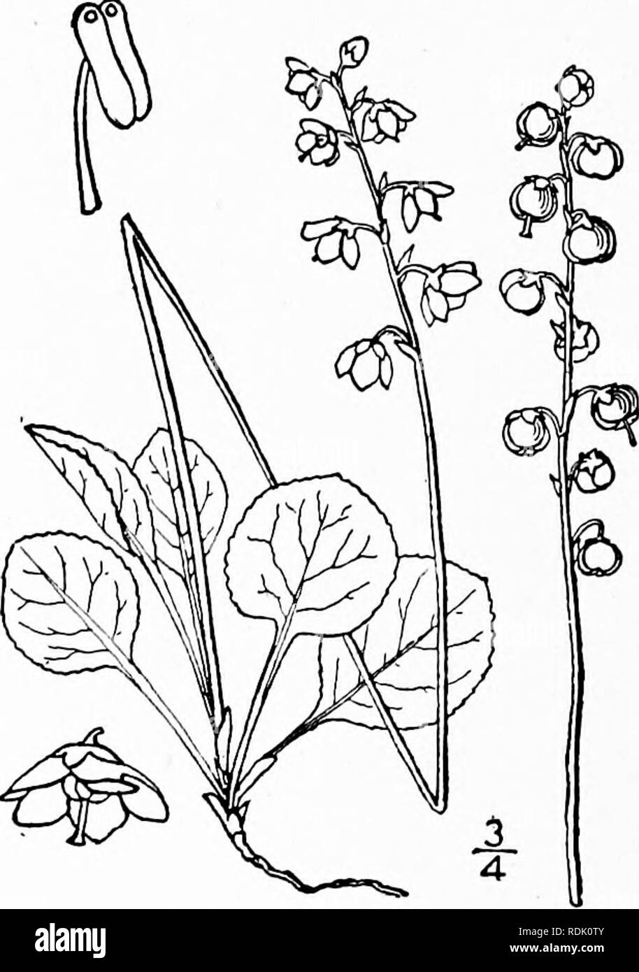 Liver leaf wintergreen Black and White Stock Photos & Images - Alamy