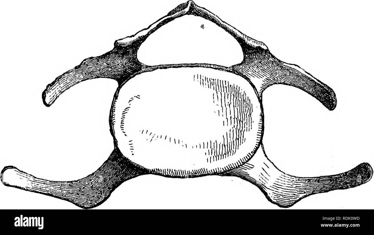 Triangular nose Black and White Stock Photos & Images - Alamy