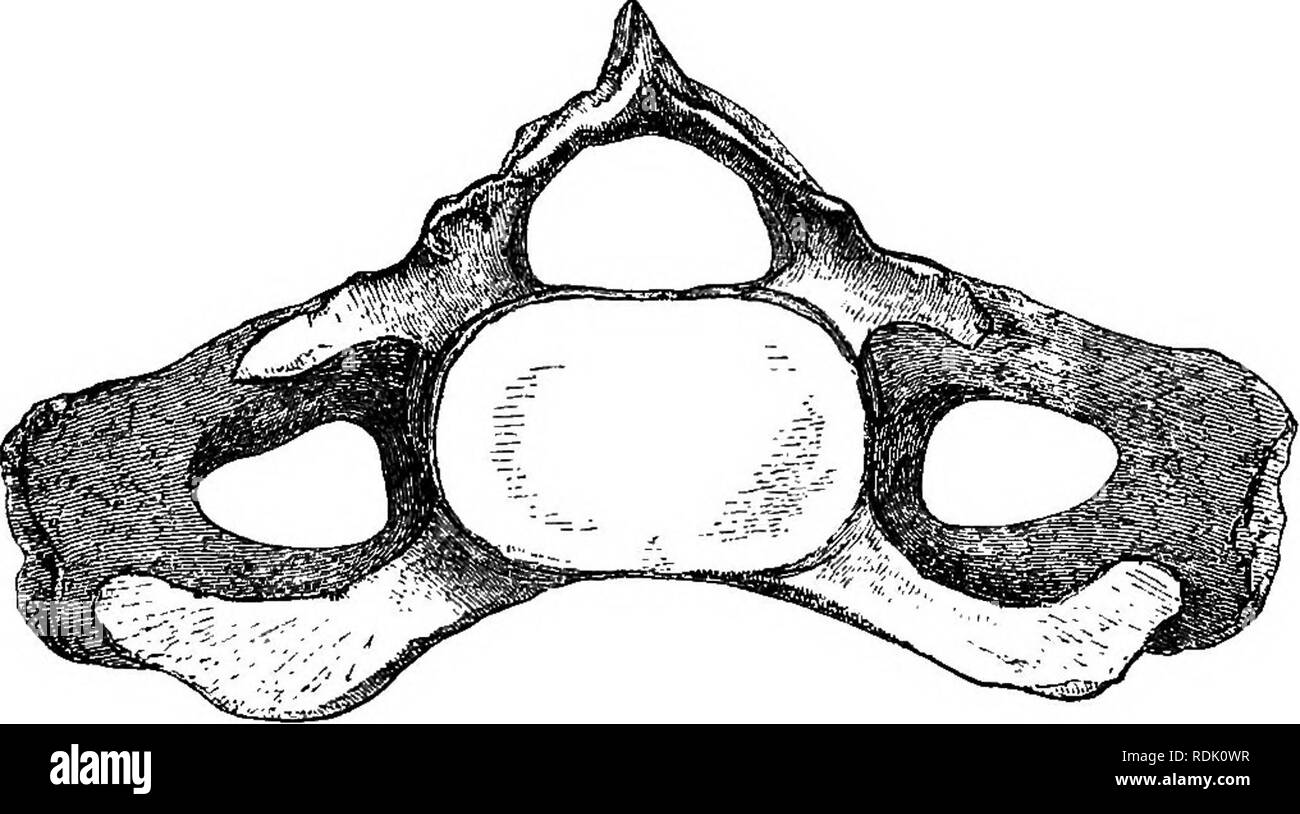 Atlas vertebra Black and White Stock Photos & Images - Alamy