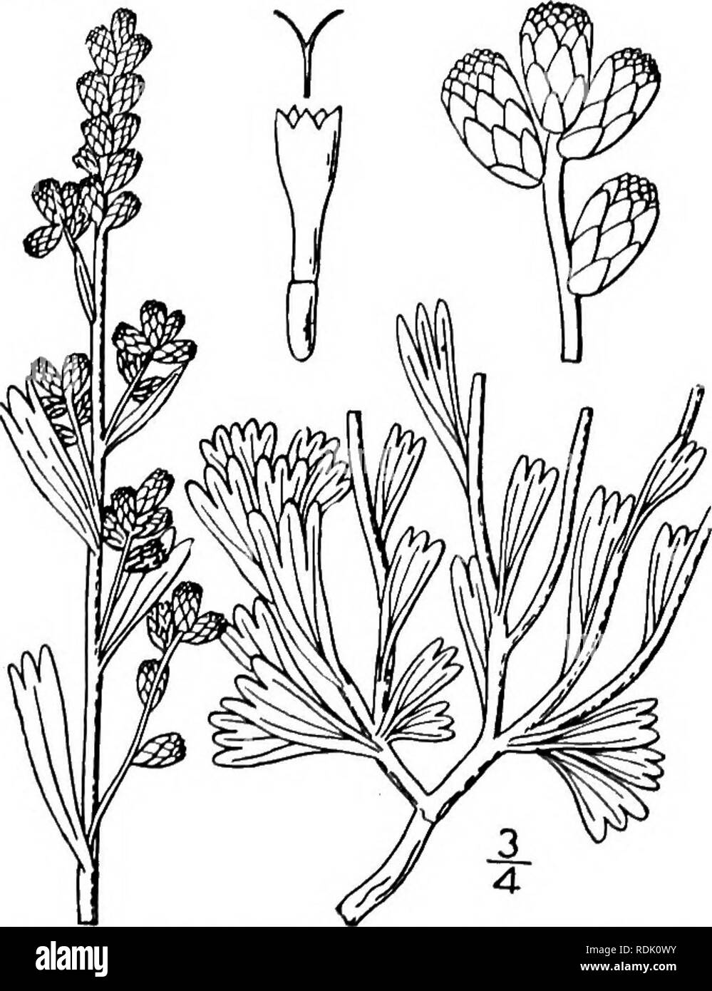 Artemisia ii Black and White Stock Photos & Images - Alamy