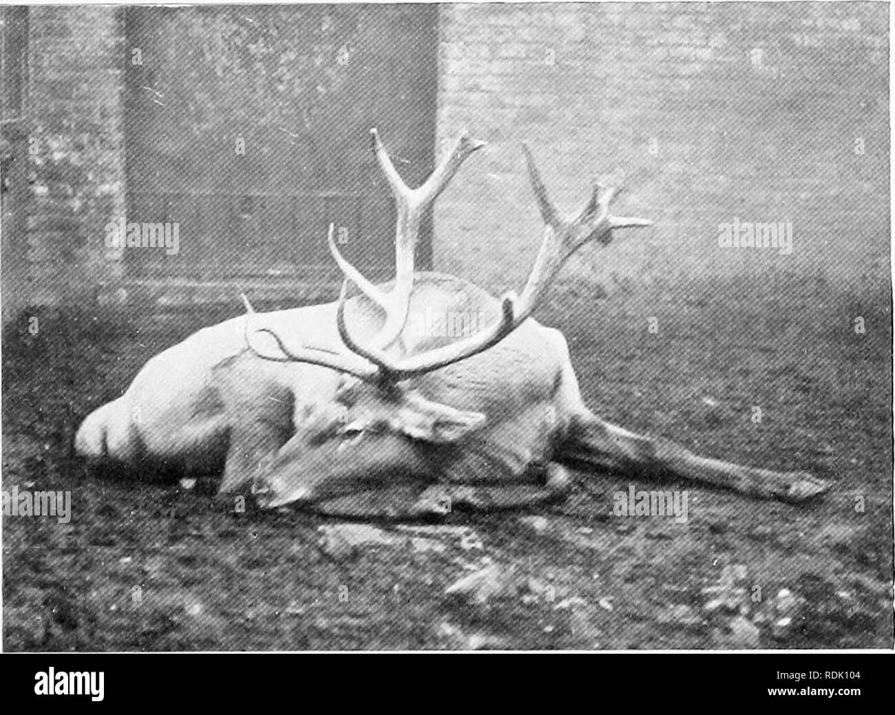 Wapiti images Black and White Stock Photos & Images - Alamy