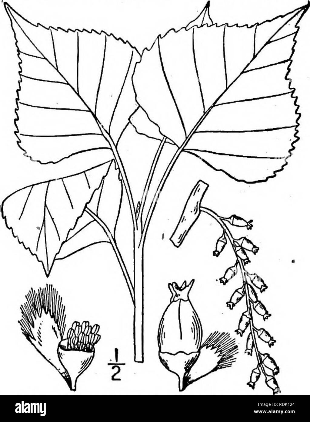 . An illustrated flora of the northern United States, Canada and the ...