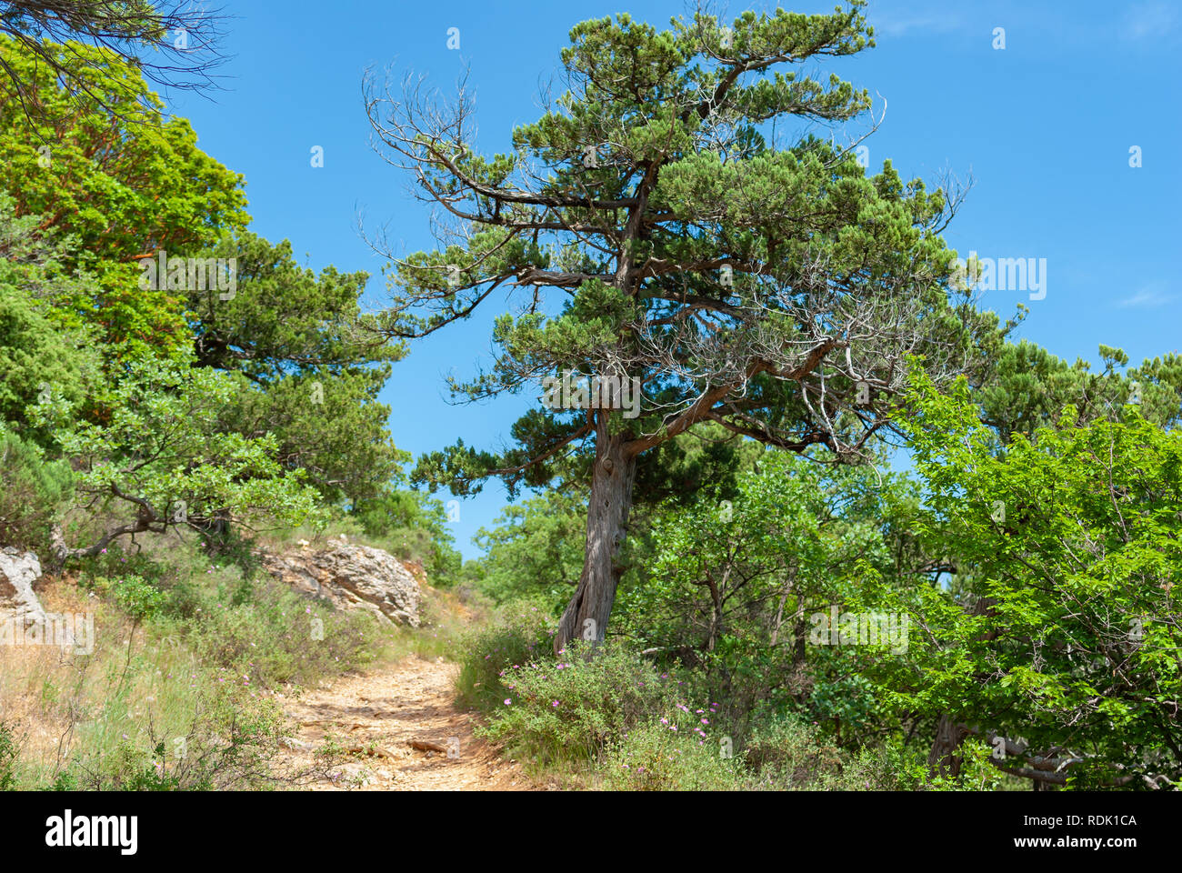 Spring landscape with pedestrian path in Cape Martyan natural reserve ...