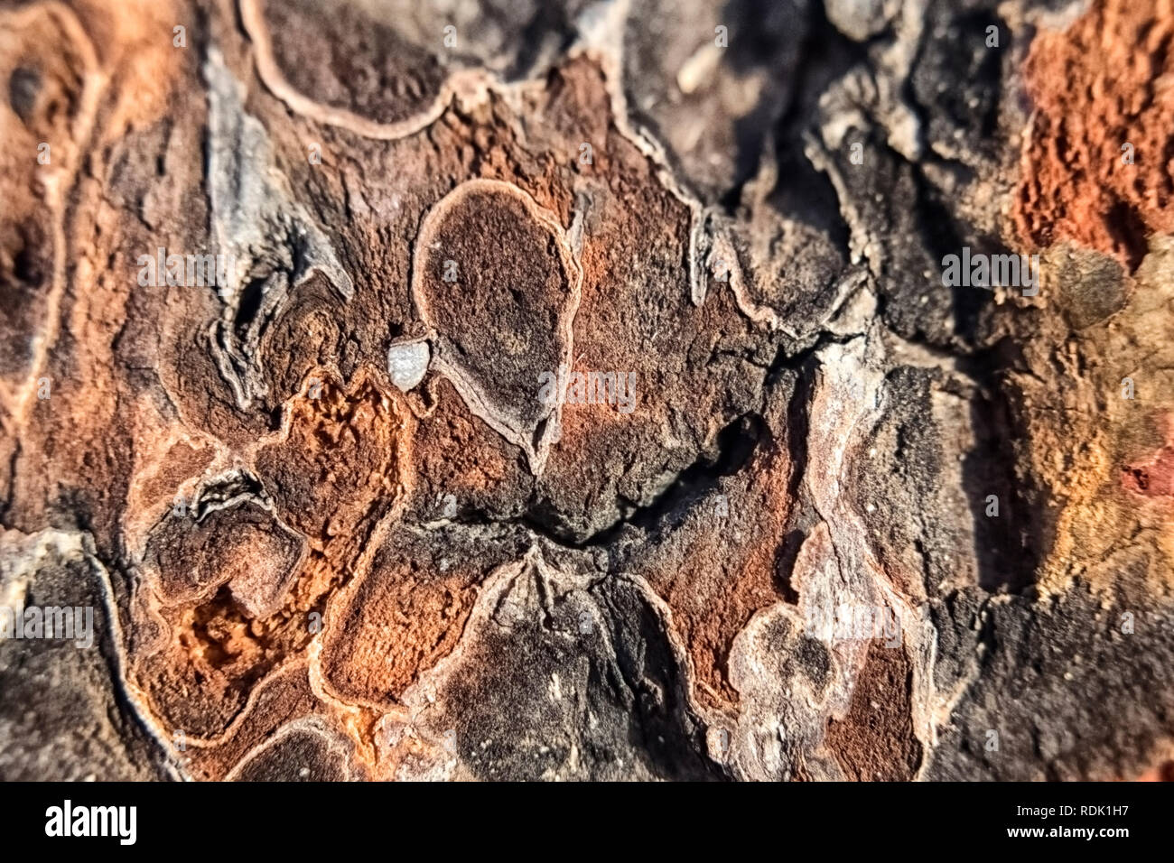 Inner texture hi-res stock photography and images - Alamy