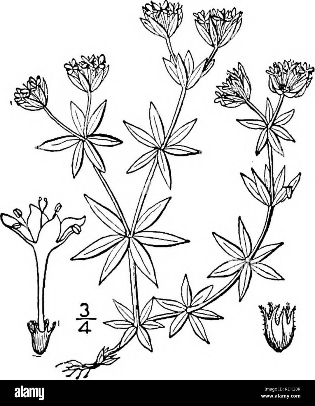Galium sp Black and White Stock Photos & Images - Alamy