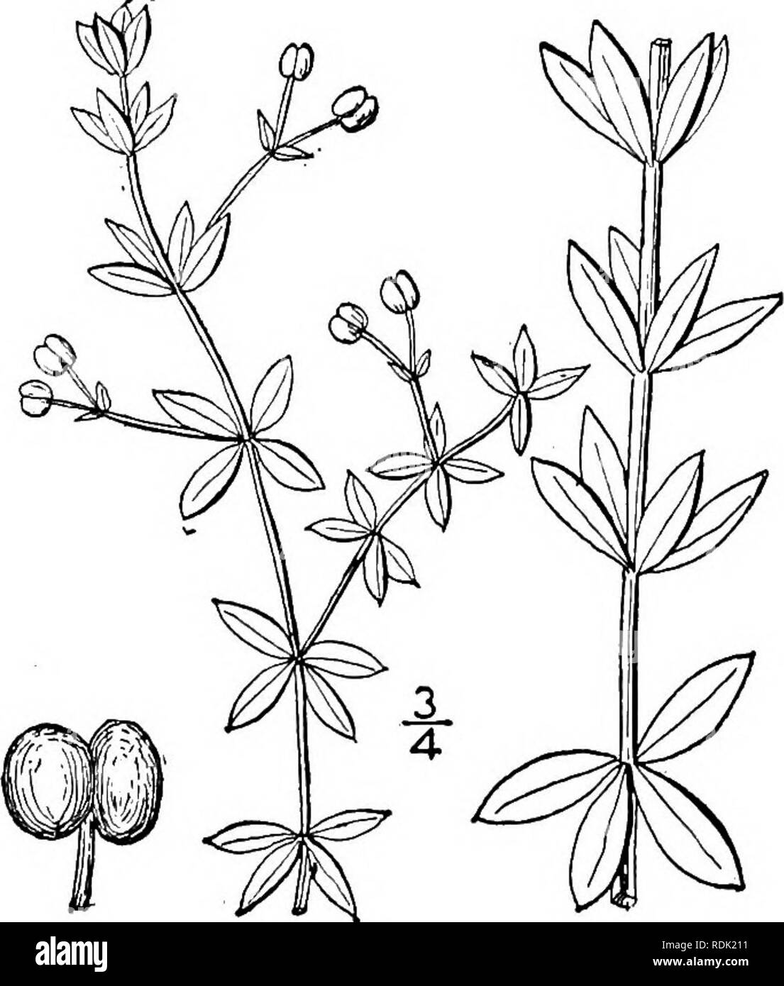 Hispid Cut Out Stock Images & Pictures - Alamy