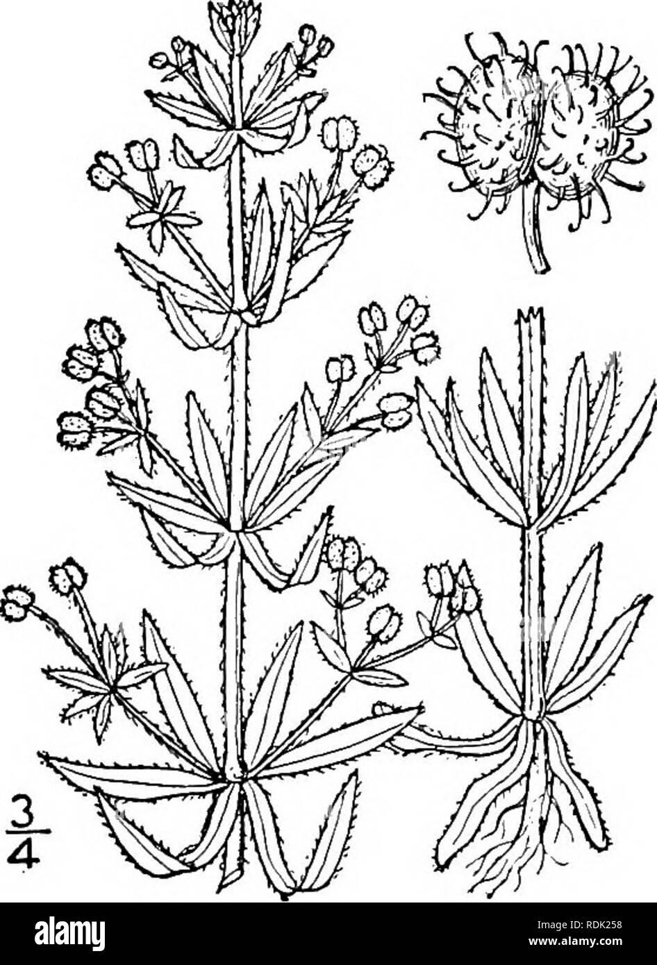 Galium sp Black and White Stock Photos & Images - Alamy