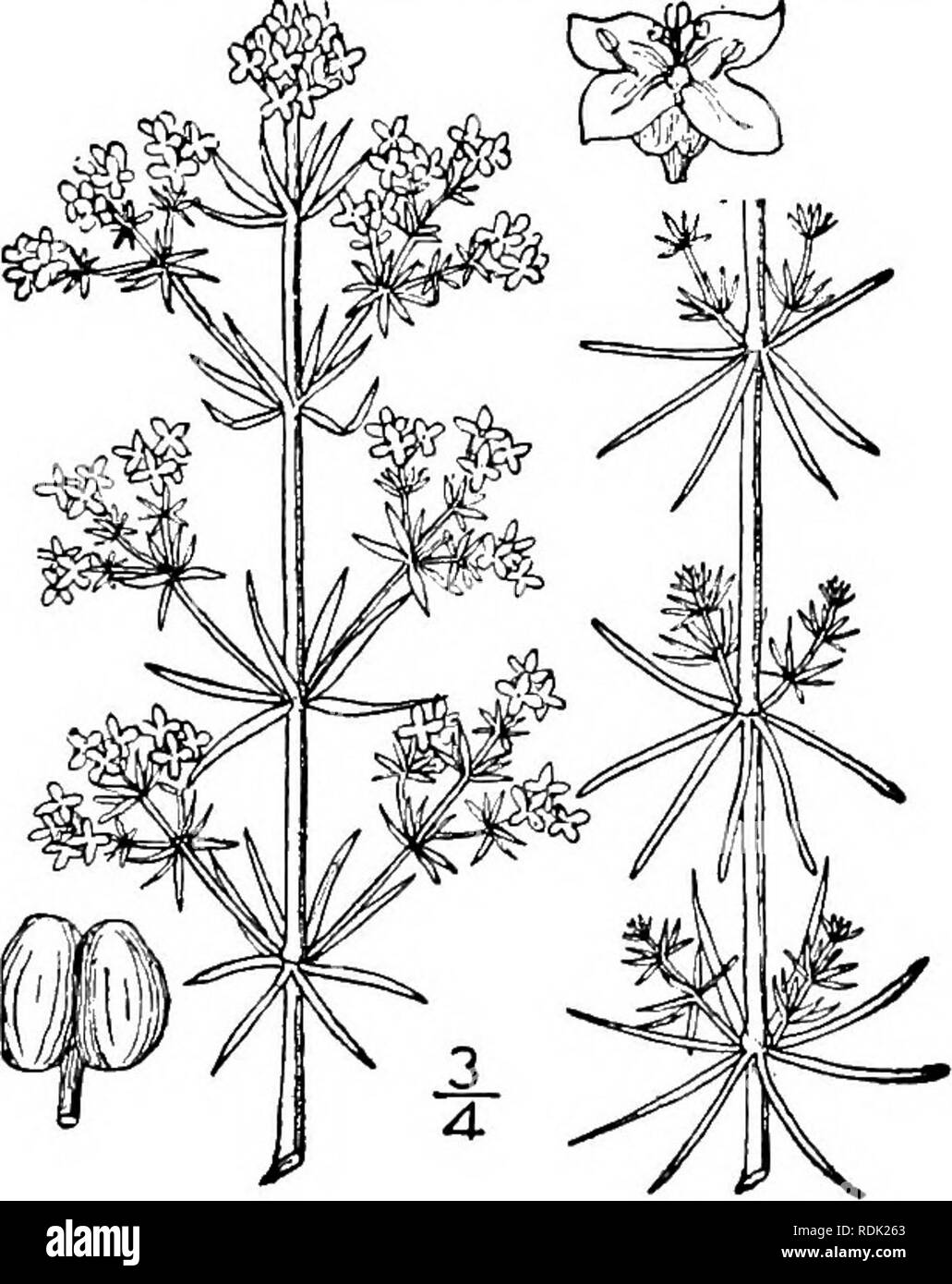 Leaves oblanceolate to linear Cut Out Stock Images & Pictures - Alamy