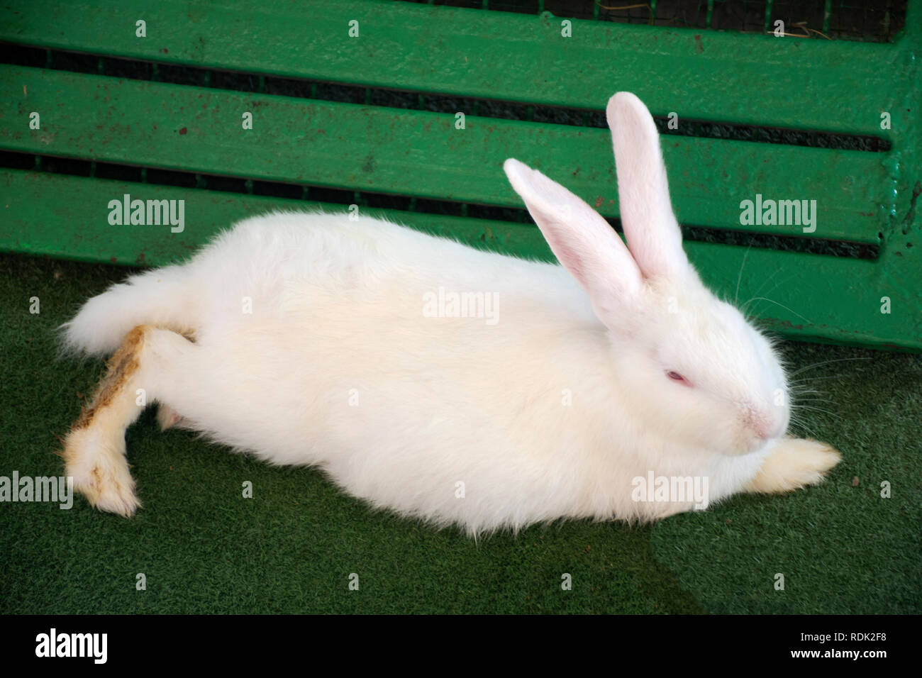 Feral rabbits family hi-res stock photography and images - Alamy