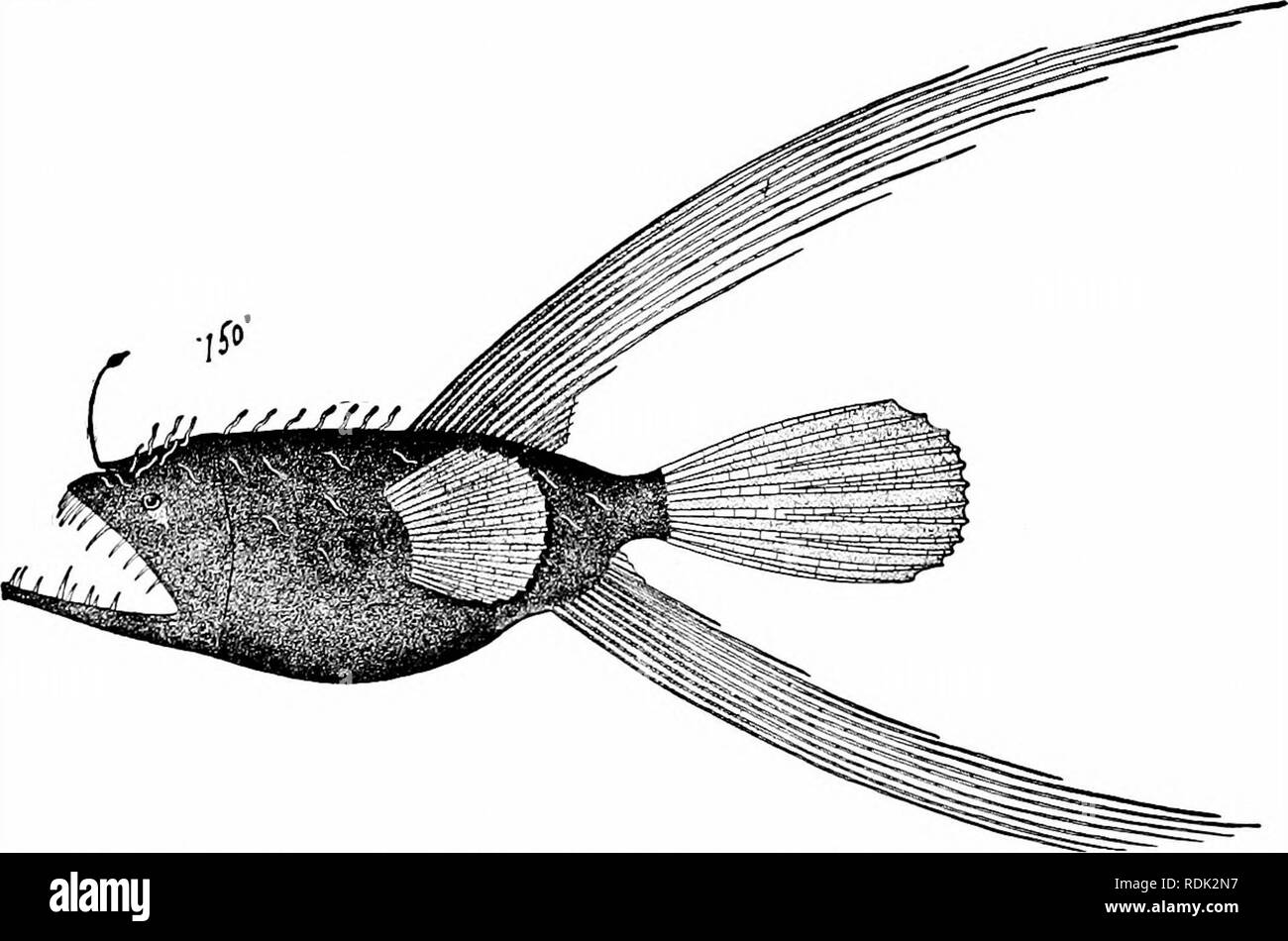 Melanocetus hi-res stock photography and images - Alamy