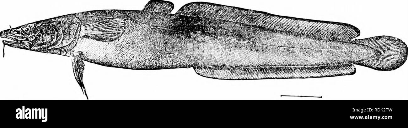 Le ray Black and White Stock Photos & Images - Alamy