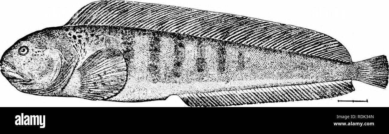 White wolf from behind hi-res stock photography and images - Alamy