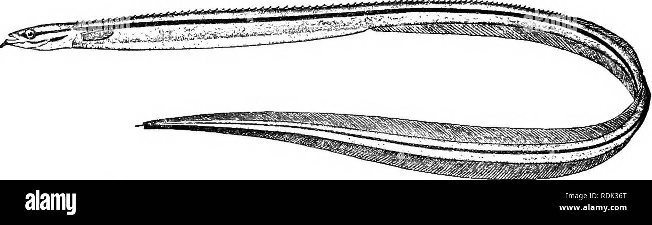 . A guide to the study of fishes. Fishes; Zoology; Fishes. Fig. 461 ...