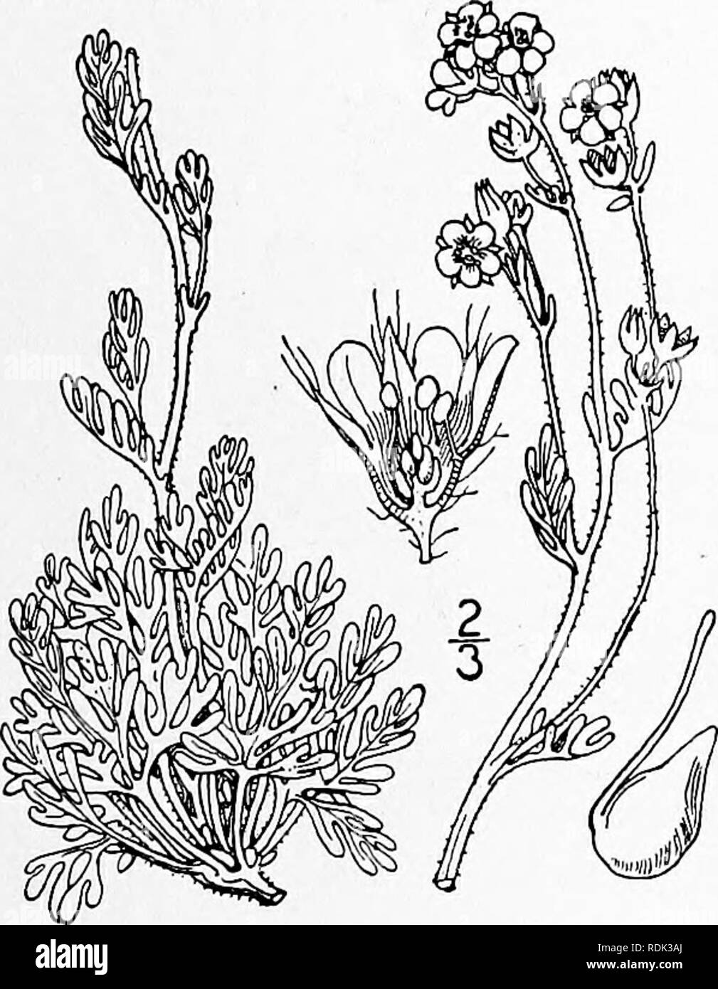 Ternately divided basal leaves hi-res stock photography and images - Alamy