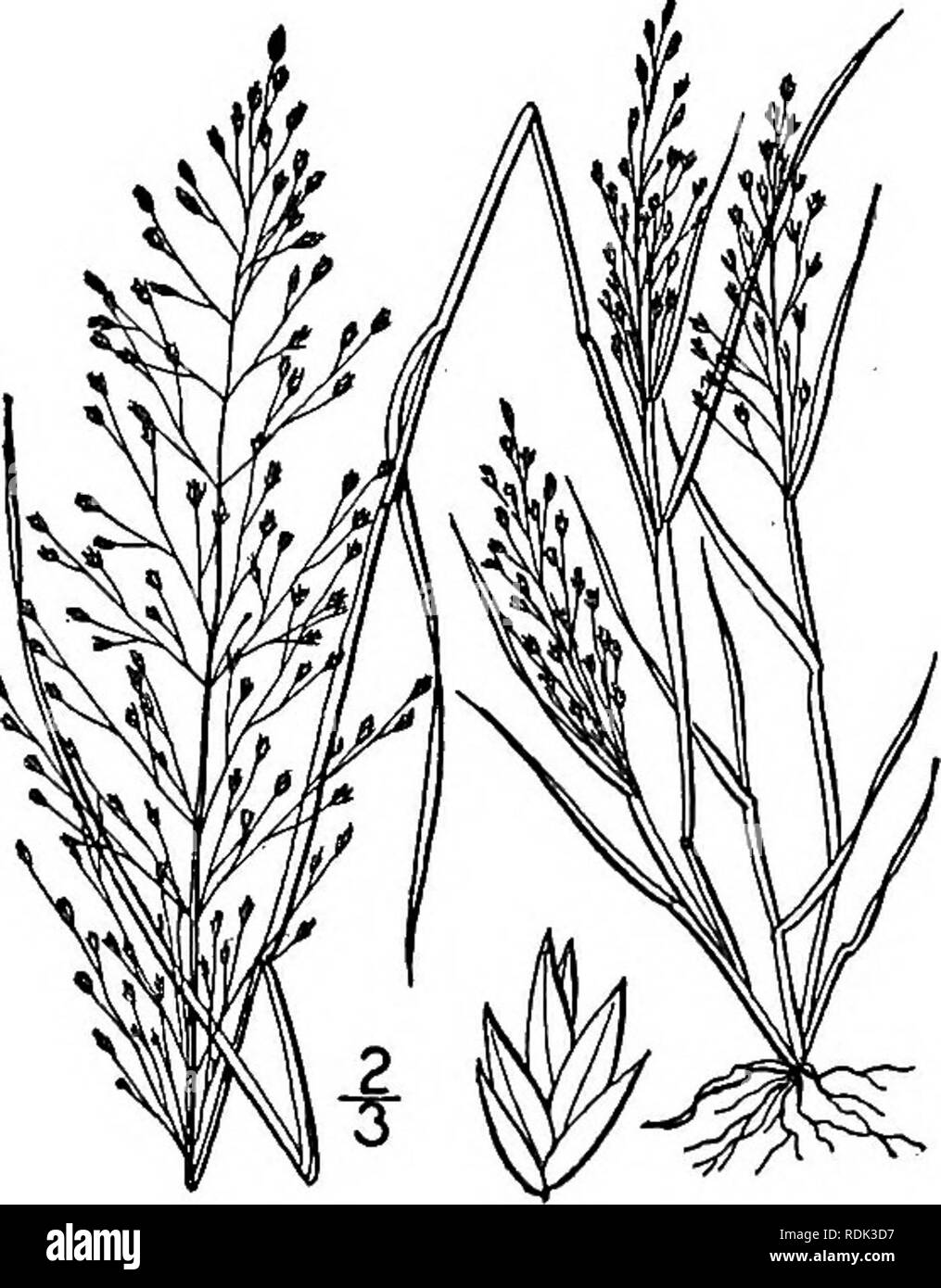 Densely tufted grass hi-res stock photography and images - Alamy