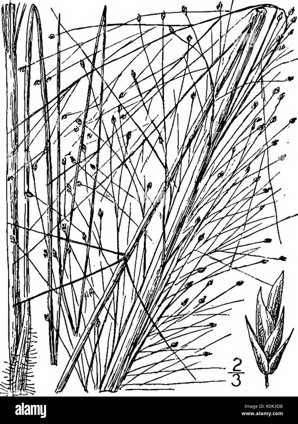 Densely tufted grass hi-res stock photography and images - Alamy