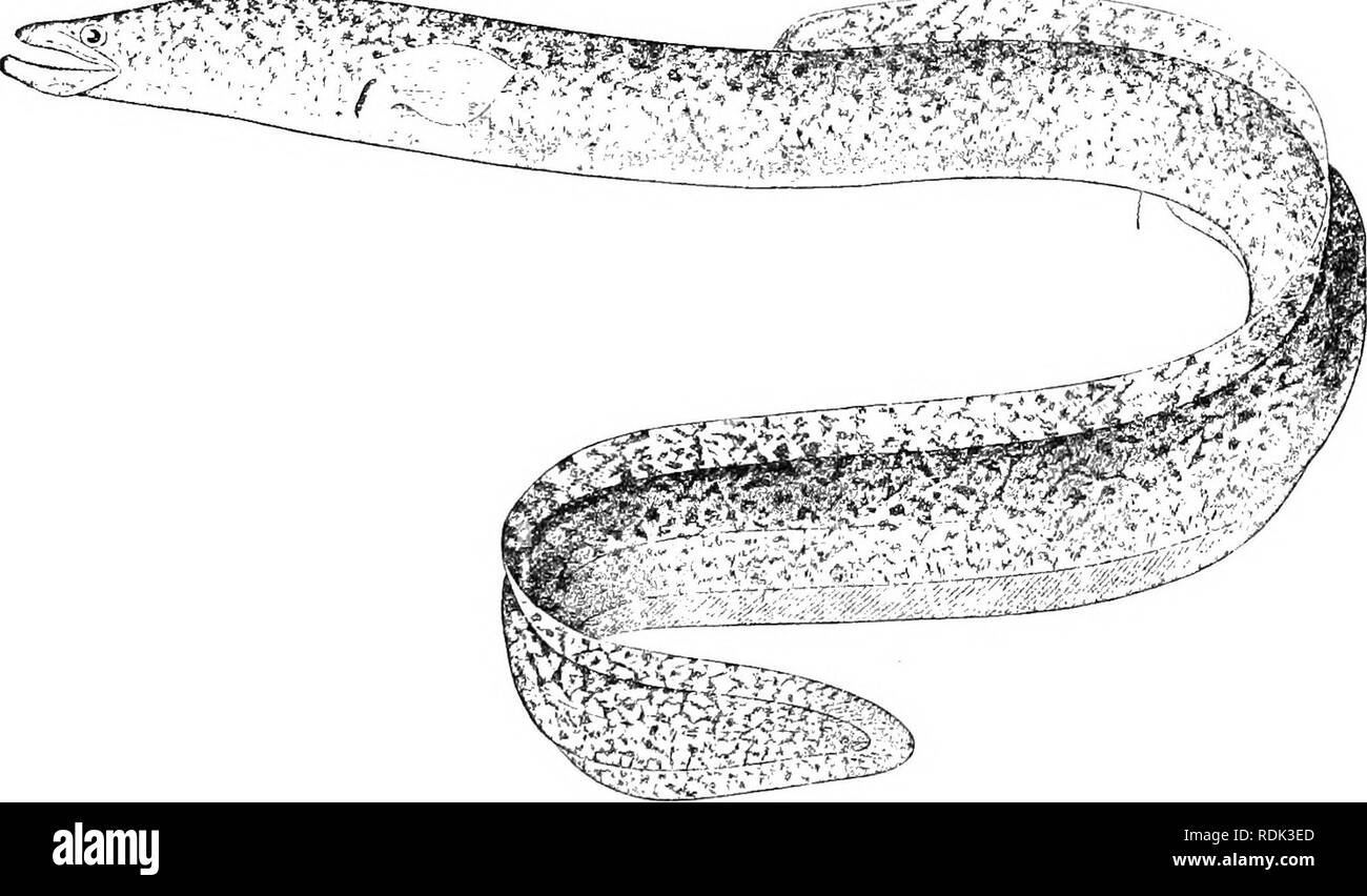 Poisa Black and White Stock Photos & Images - Alamy